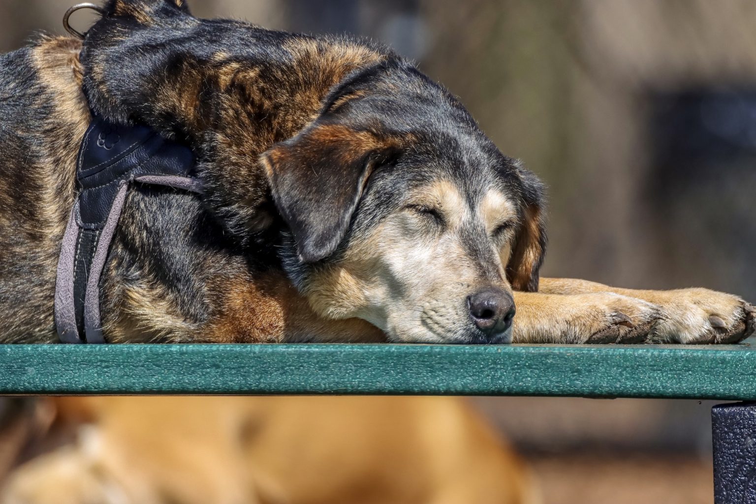 Staten Island Dog Runs - Staten Island Lifestyle - Staten Island News ...