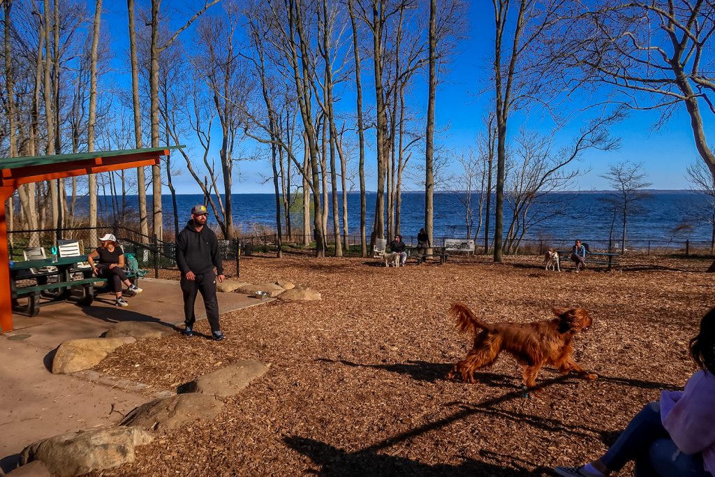 Staten Island Dog Runs - Staten Island Lifestyle - Staten Island News ...