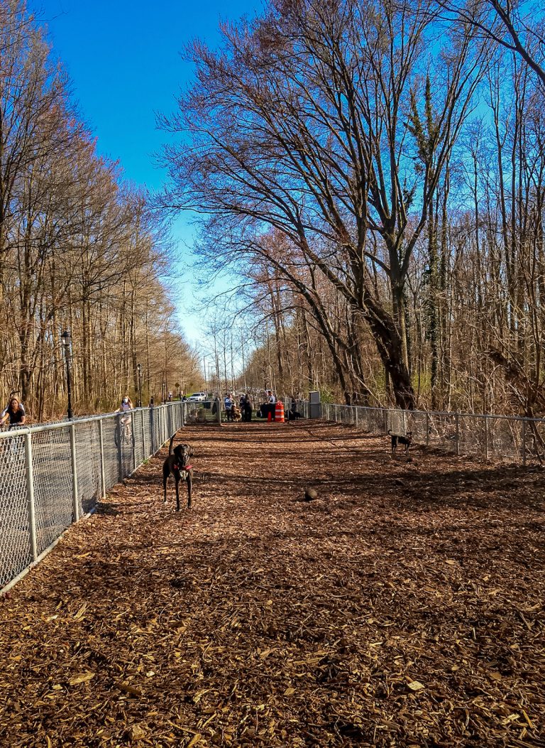 Staten Island Dog Runs - Staten Island Lifestyle - Staten Island News ...