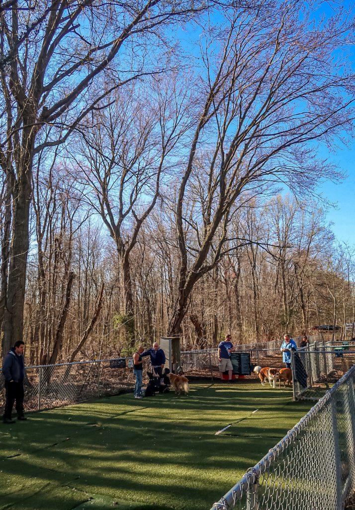 Staten Island Dog Runs - Staten Island Lifestyle - Staten Island News ...