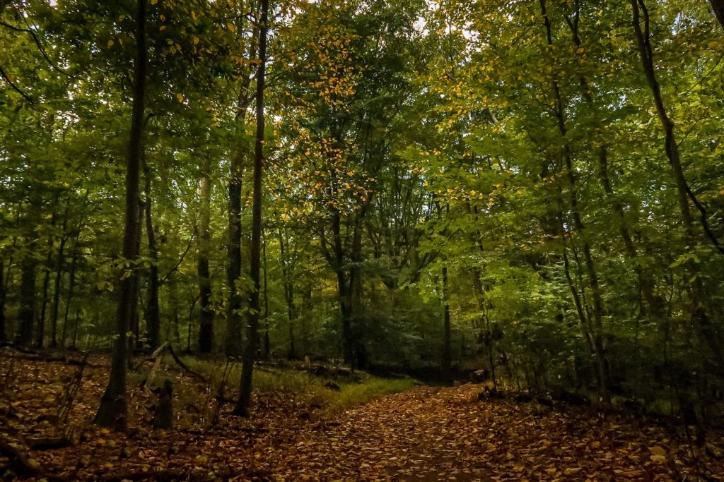 Top Spots to See Fall Foliage on Staten Island! - Staten Island ...