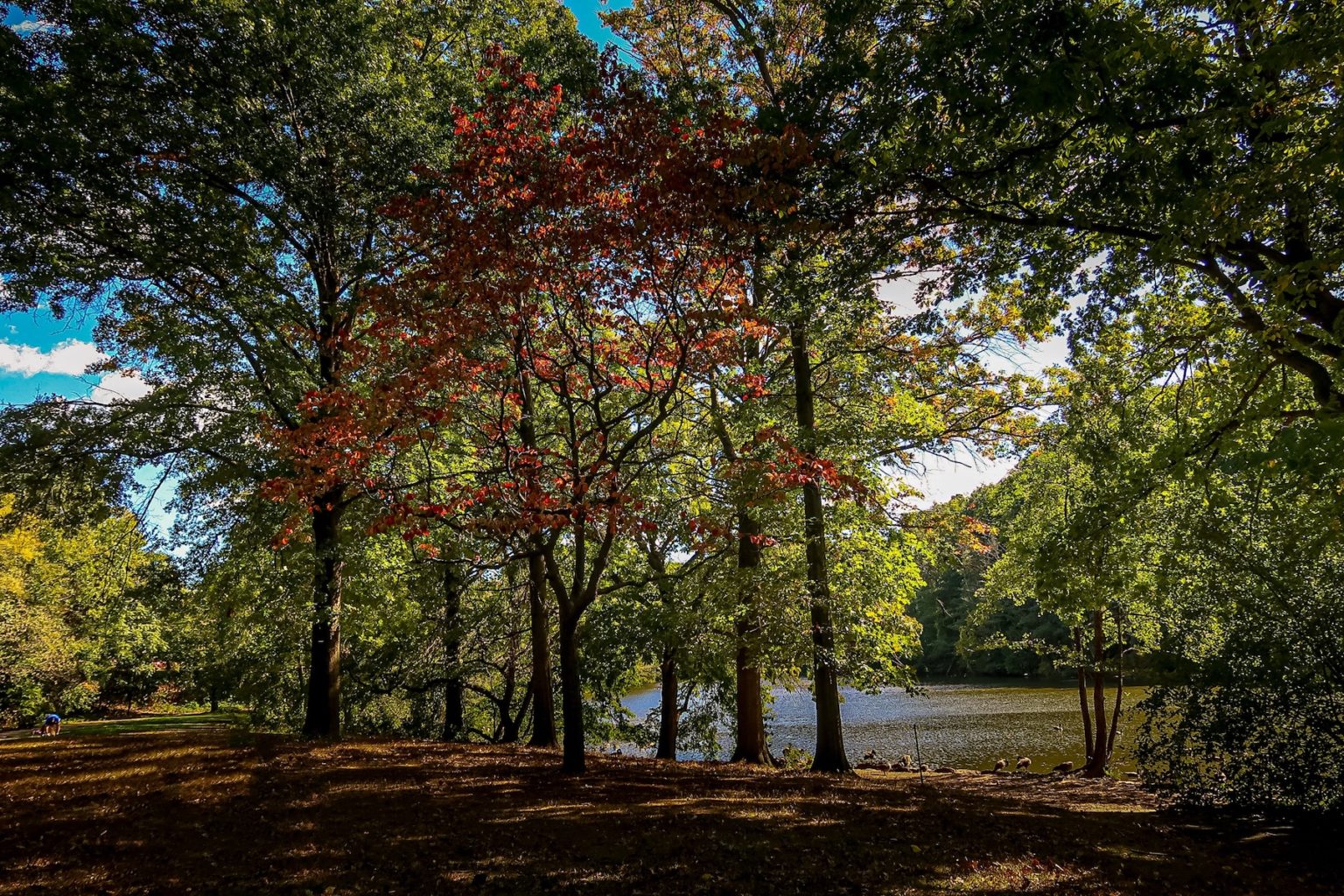 Top Spots to See Fall Foliage on Staten Island! - Staten Island ...