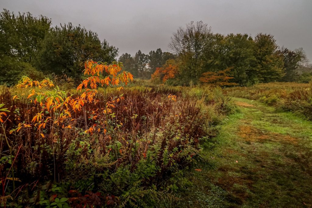 Top Spots to See Fall Foliage on Staten Island! - Staten Island ...