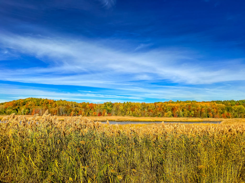 Top Spots to See Fall Foliage on Staten Island! - Staten Island ...